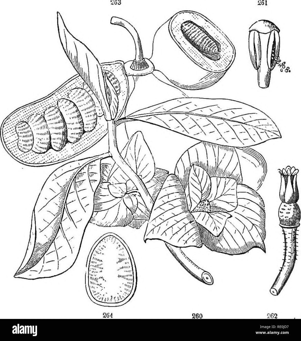 . Botany for young people and common schools : how plants grow : a ...