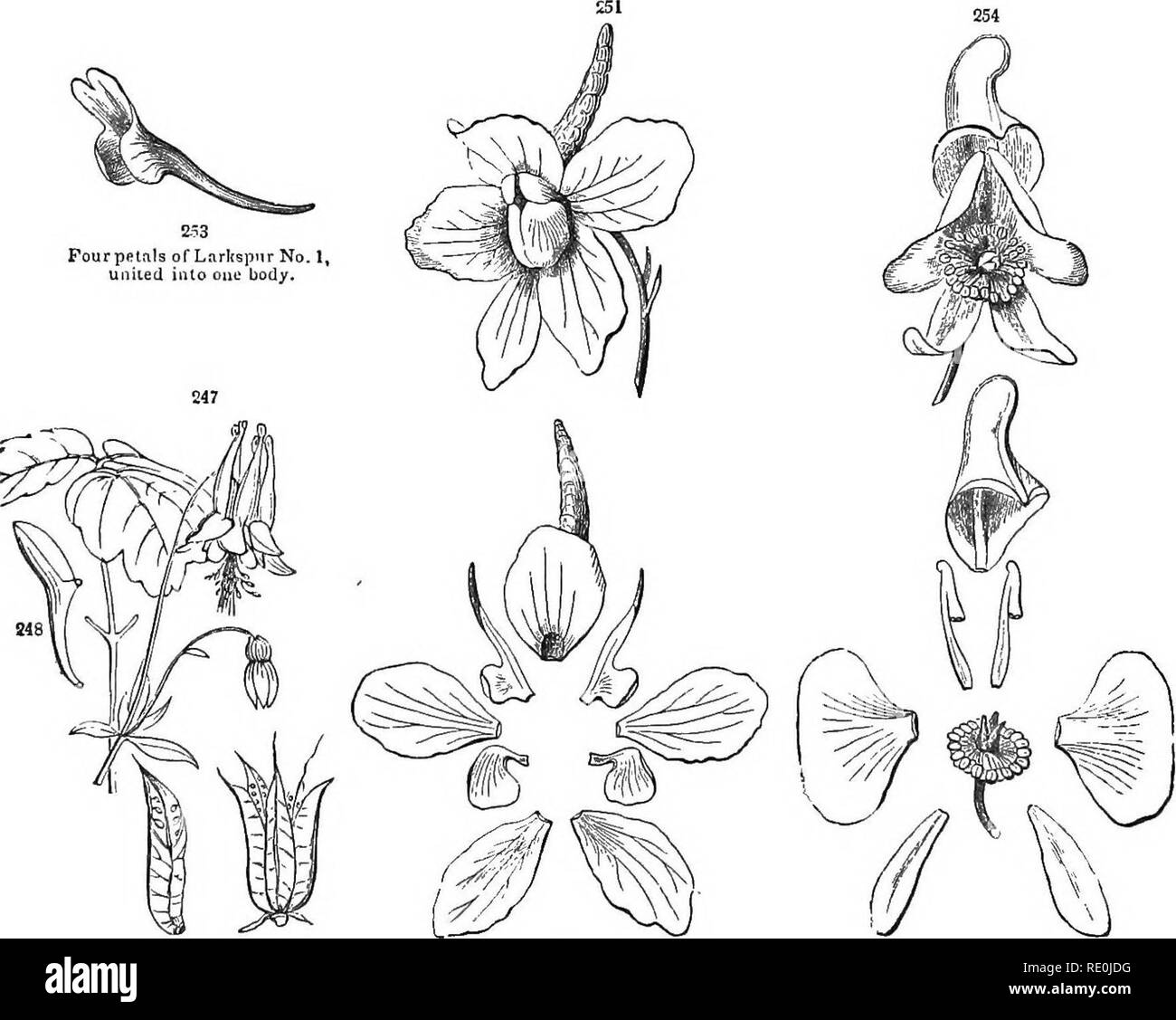 . Botany for young people and common schools : how plants grow : a ...