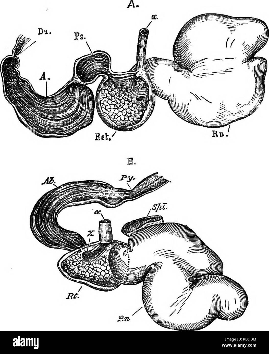 Abomasum Black and White Stock Photos & Images - Alamy