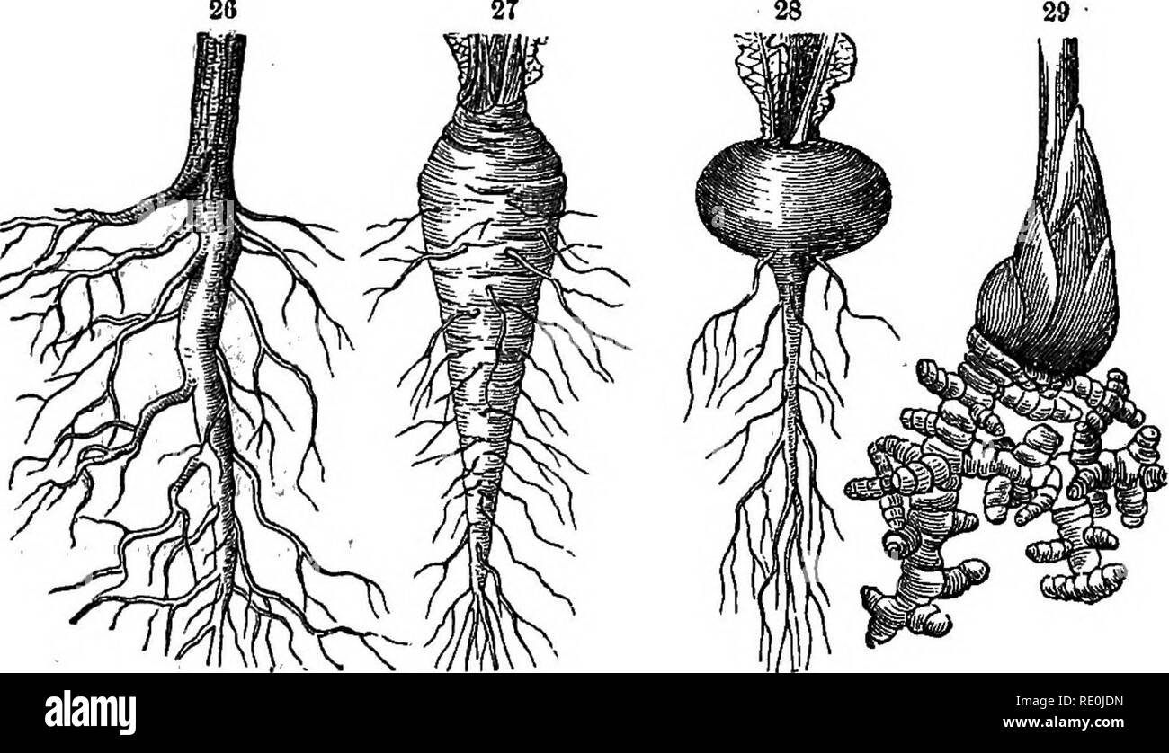 Developing roots Black and White Stock Photos & Images - Alamy