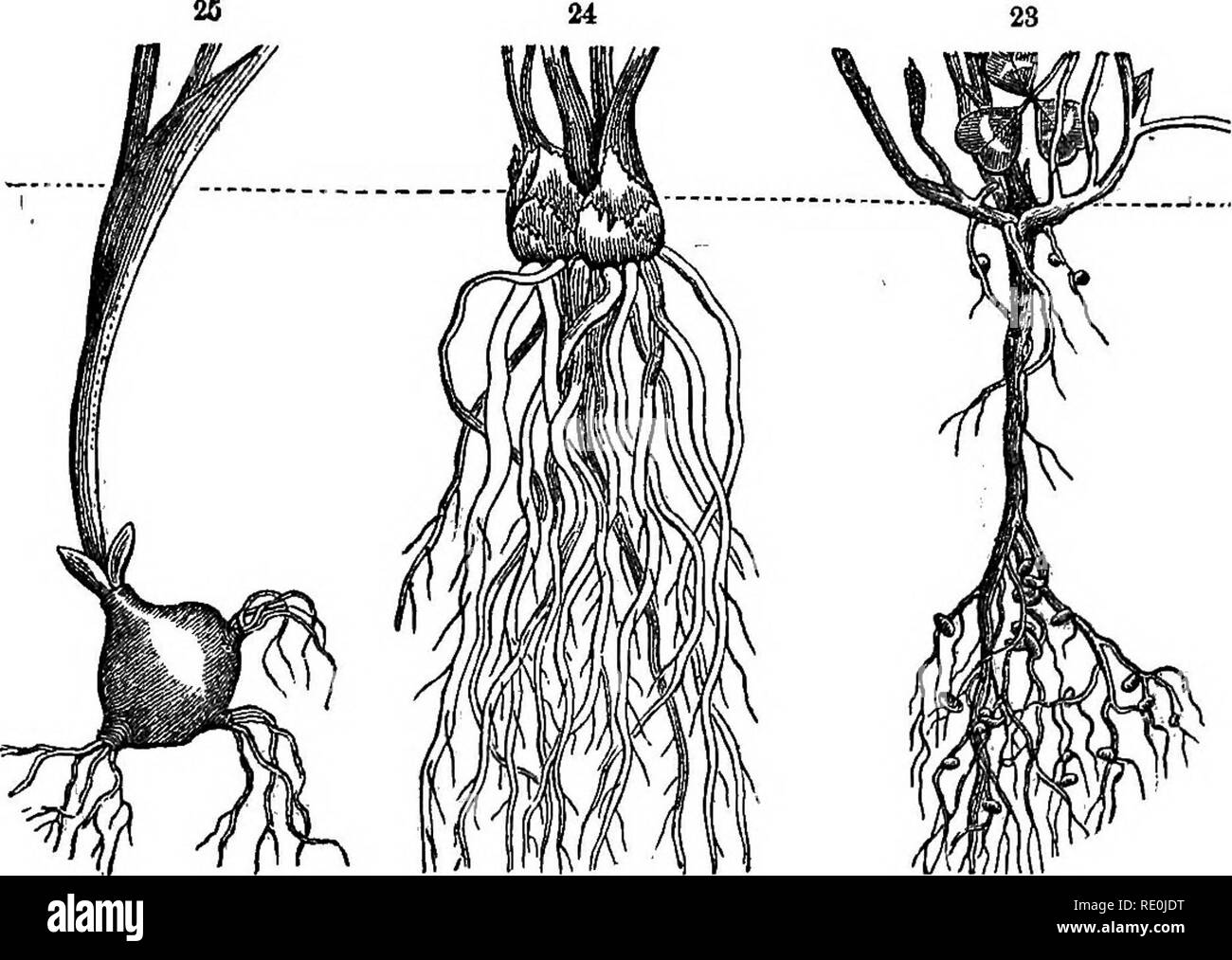 Fibrous root structure hi-res stock photography and images - Alamy