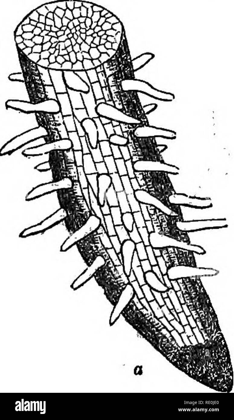 Tuberous root structure hi-res stock photography and images - Alamy