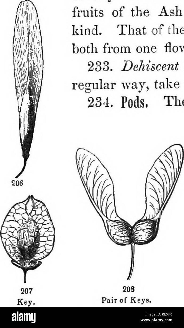 Caryopsis Fruit Examples