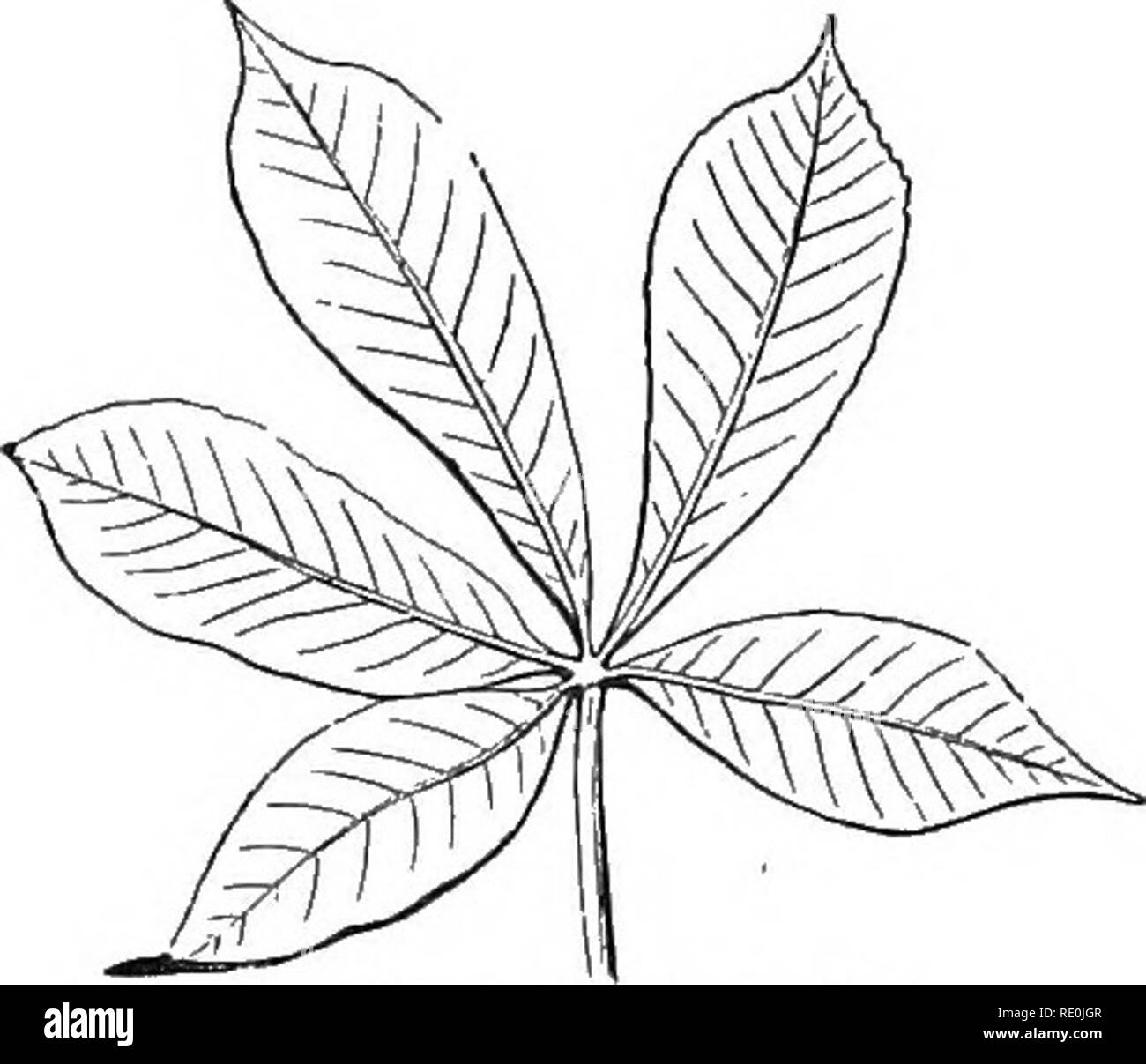 . Botany for young people and common schools : how plants grow : a ...