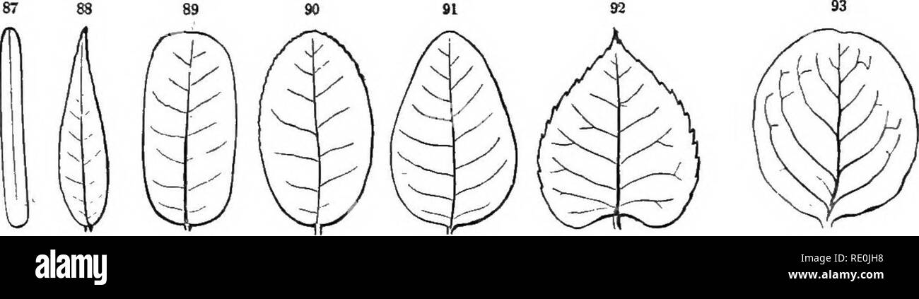 . Botany for young people and common schools : how plants grow : a ...