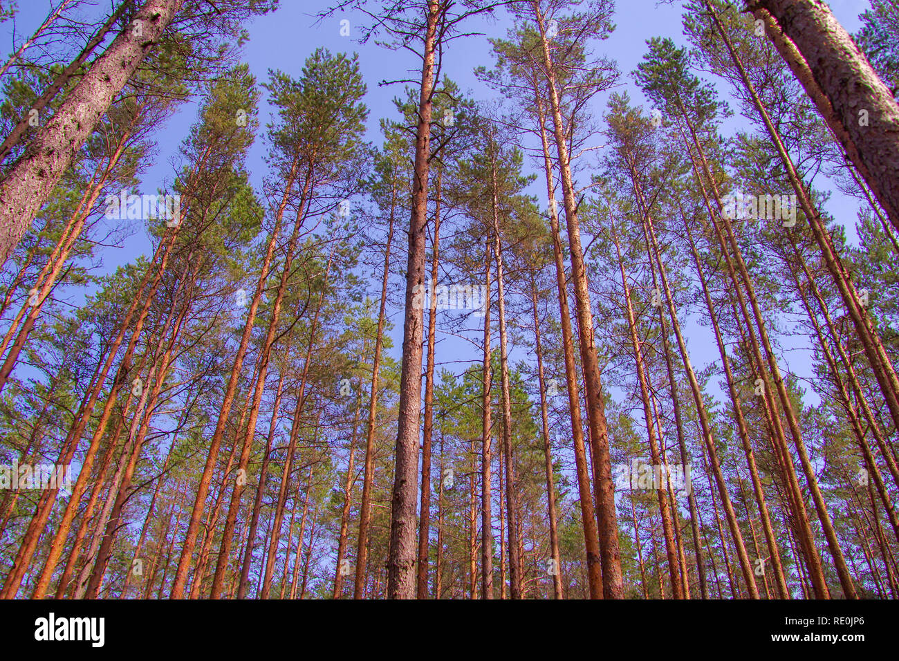 Summer in a temperate coniferous forest of pine trees on the Northern ...