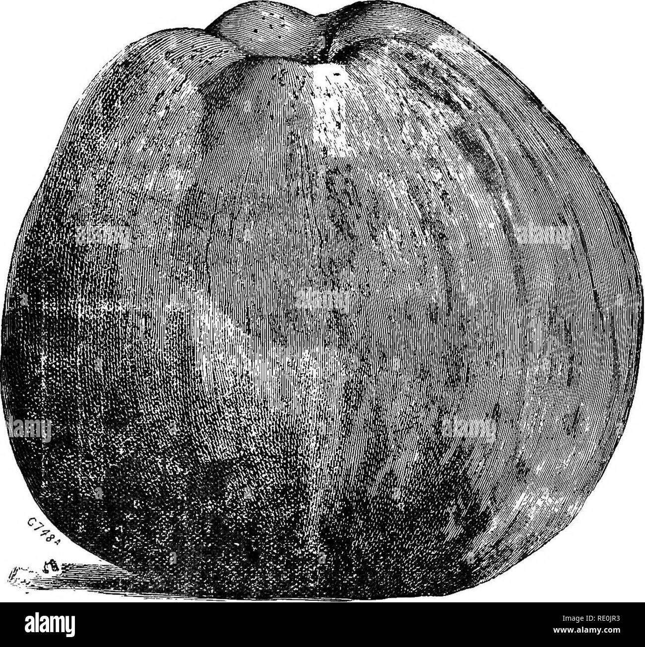 Gascoynes scarlet Black and White Stock Photos & Images - Alamy