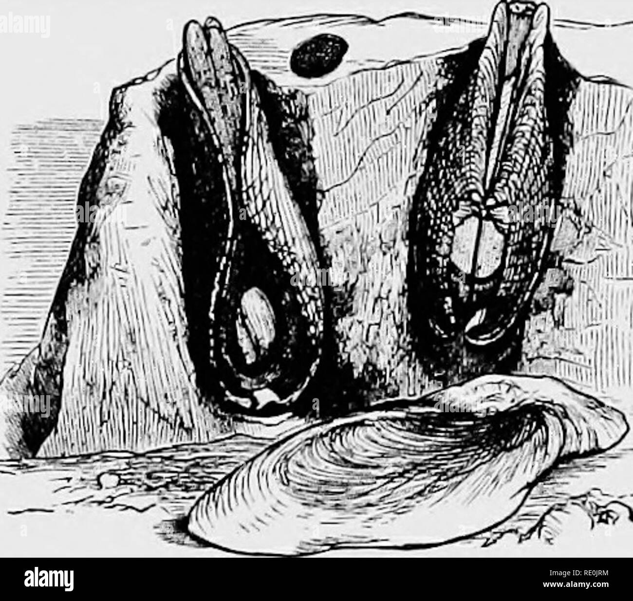 Piddock shell Black and White Stock Photos & Images - Alamy