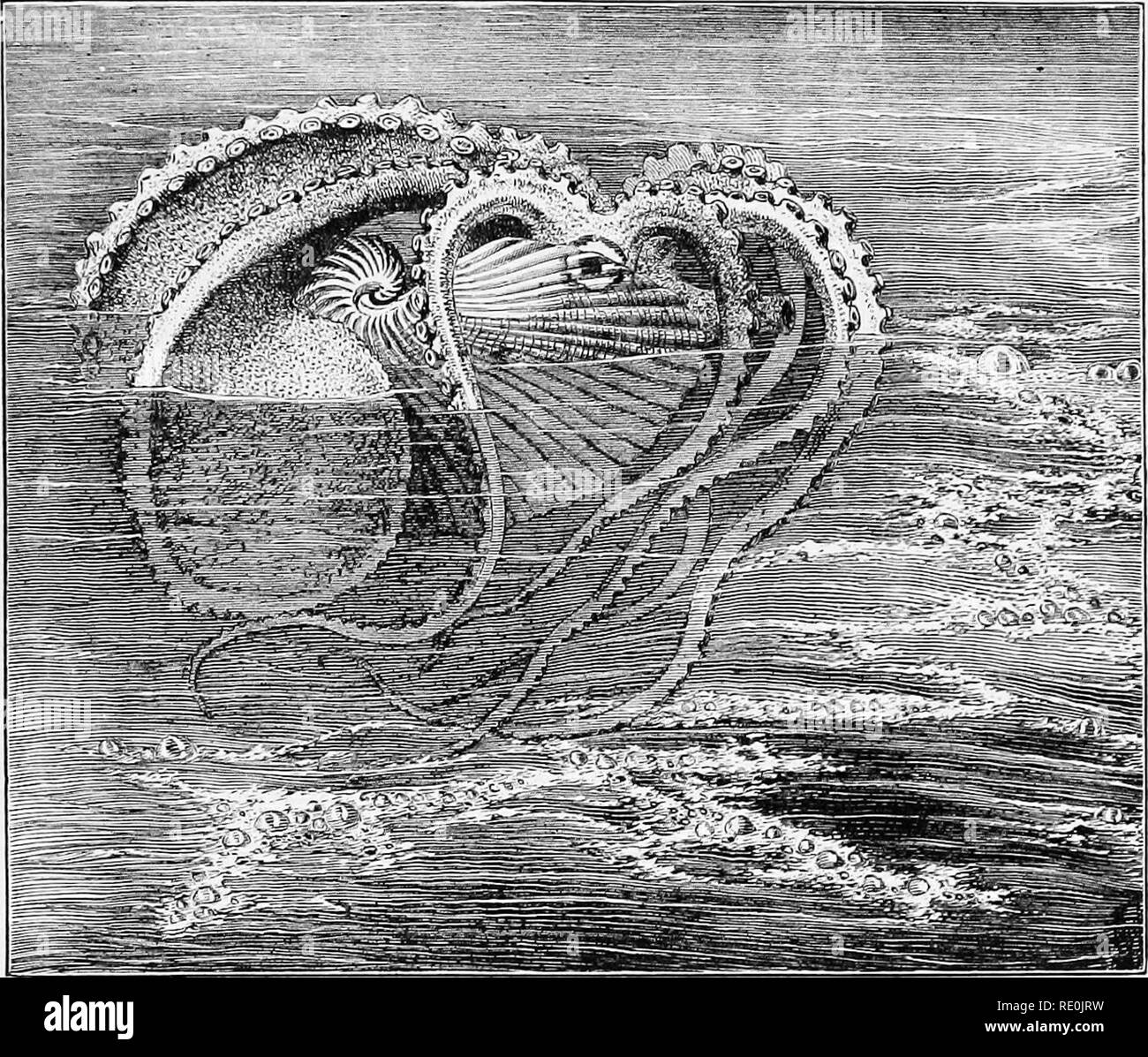 Living nautilus species hi-res stock photography and images - Alamy