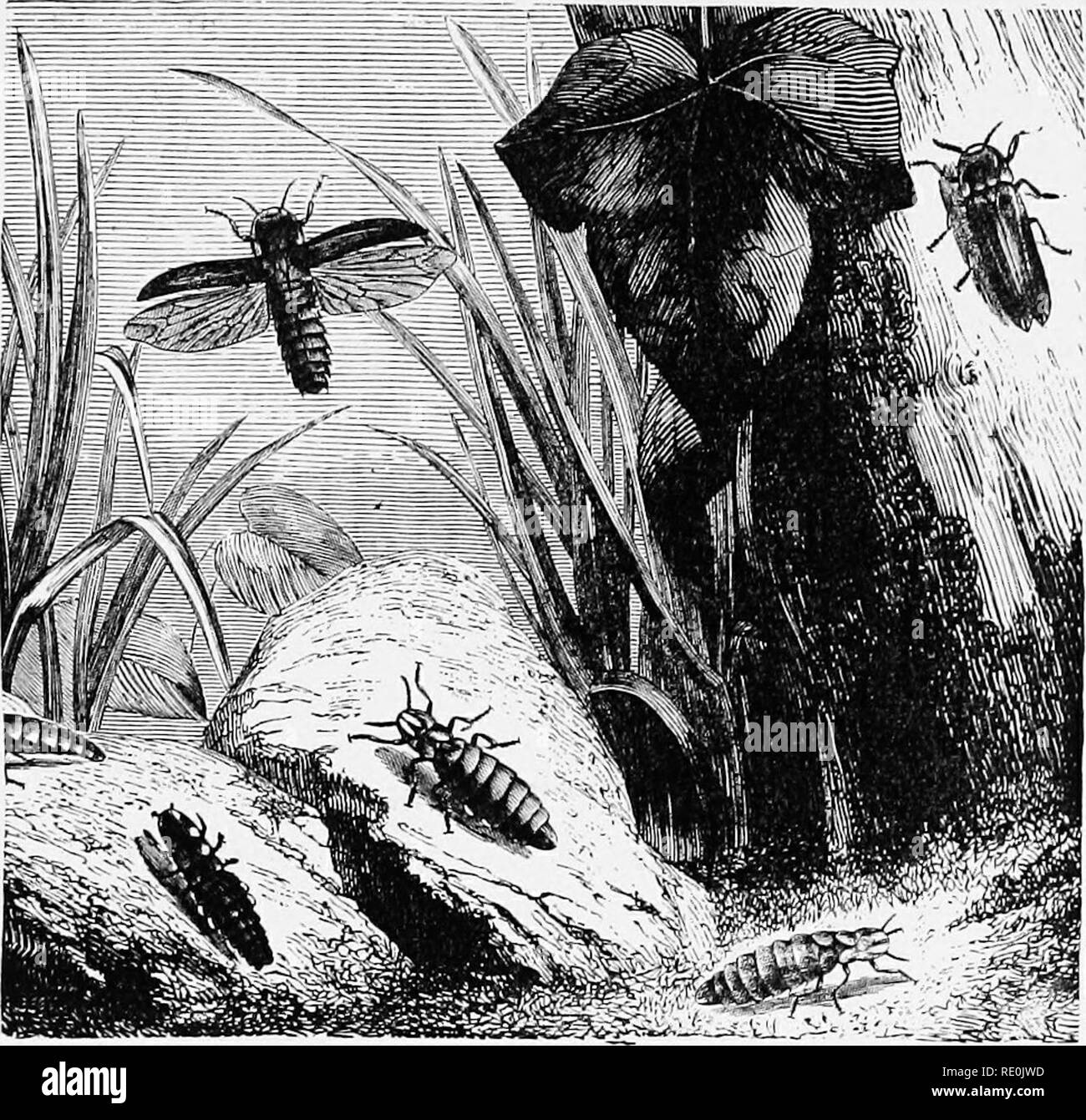 Skin eating beetles hi-res stock photography and images - Alamy