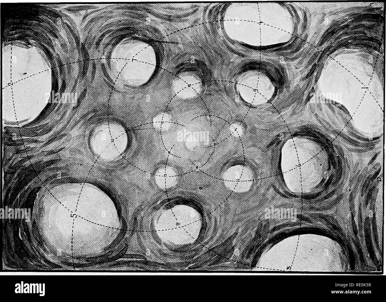 Phyllotaxis Stock Photos & Phyllotaxis Stock Images - Alamy