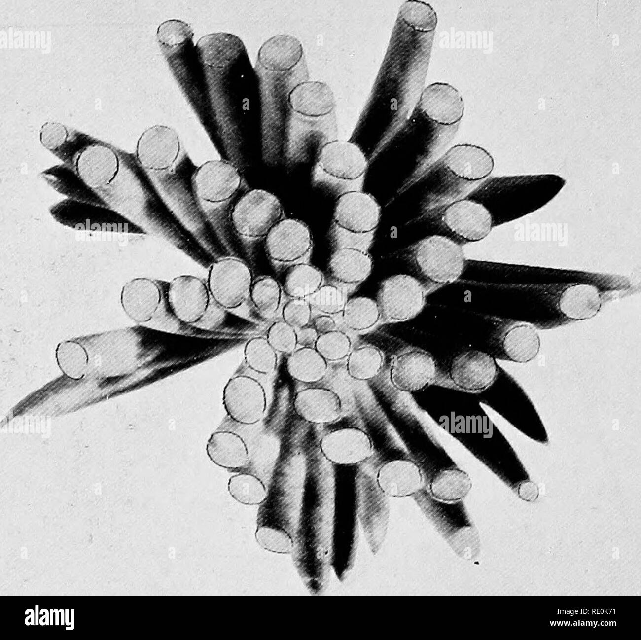 Phyllotaxis High Resolution Stock Photography and Images - Alamy