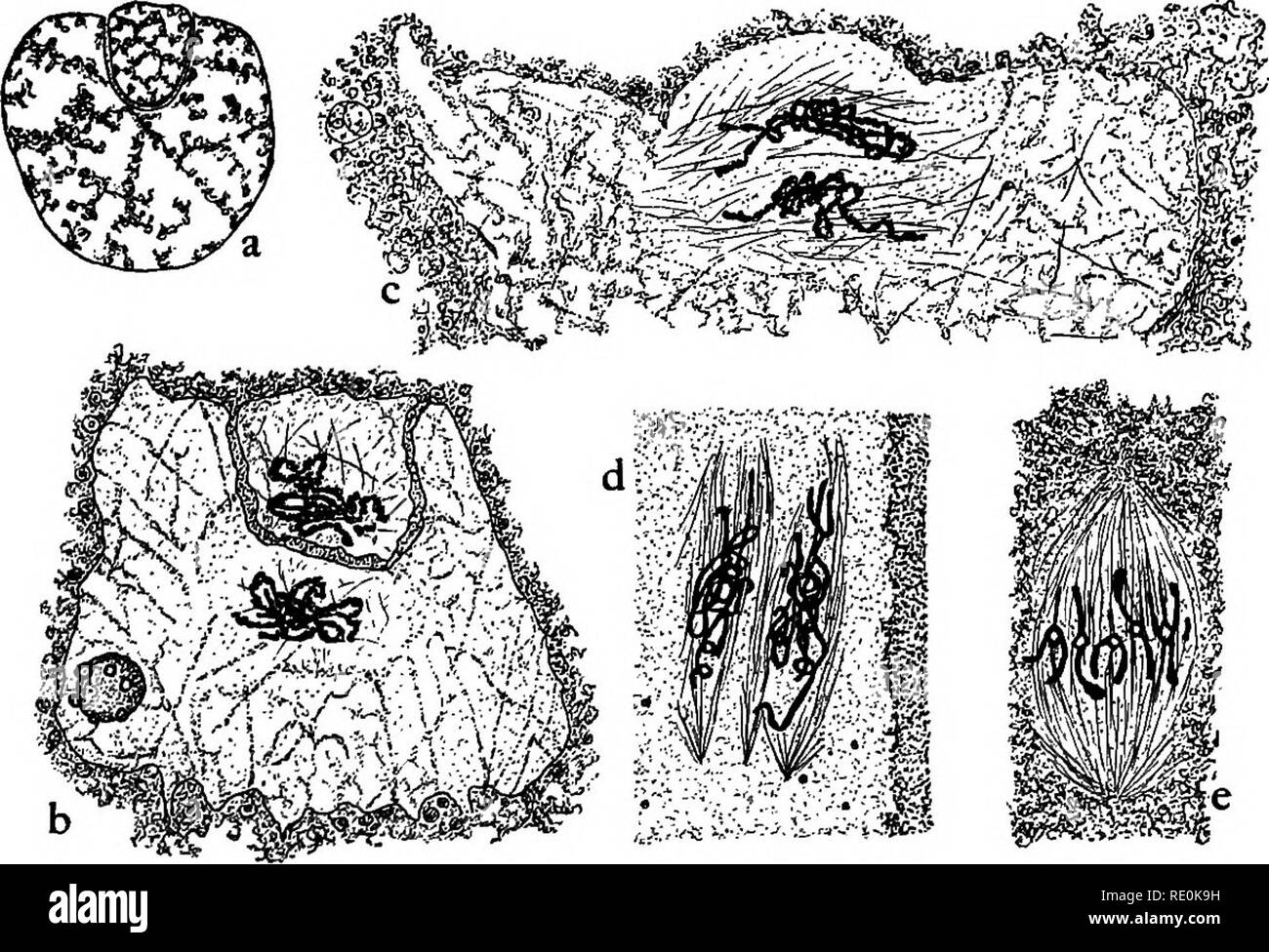 . Studies on the plant cell. pt.1-8. Plant cells and tissues. No. 460 ...