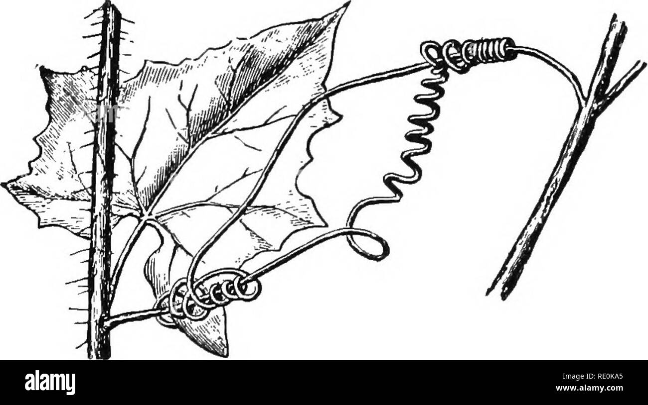. Elementary plant physiology. Plant physiology. Fig. gg.—Tendril of ...