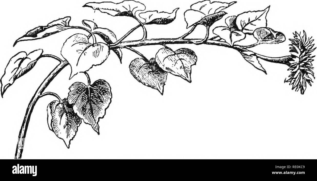 . Elementary plant physiology. Plant physiology. ii6 Elementary Plant ...