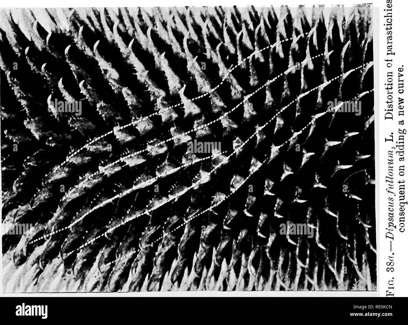 Phyllotaxis High Resolution Stock Photography and Images - Alamy