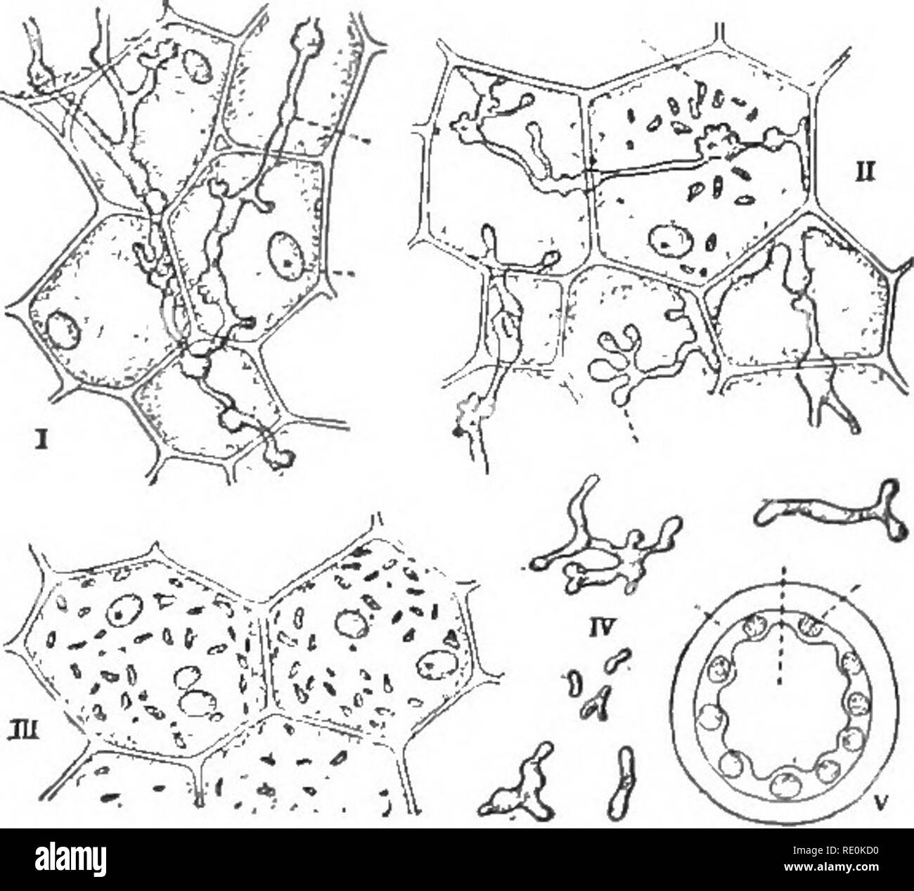 Root system leguminous plant Cut Out Stock Images & Pictures - Alamy