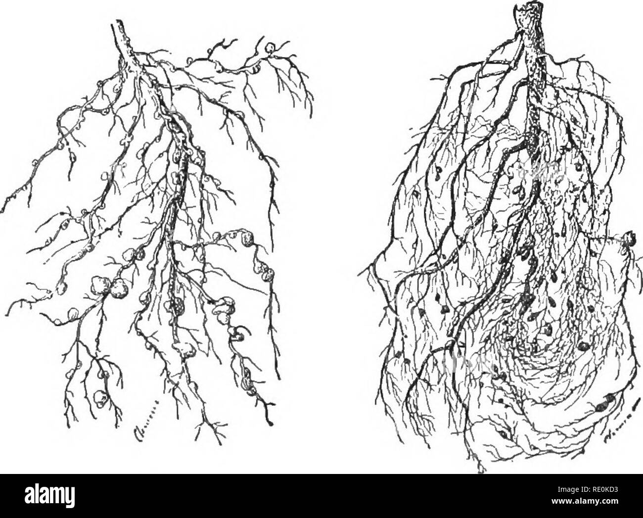 . Elementary plant physiology. Plant physiology. Nutrition. 99. A B F ...