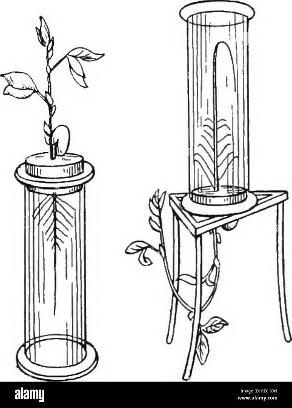 Negative geotropism hi-res stock photography and images - Alamy