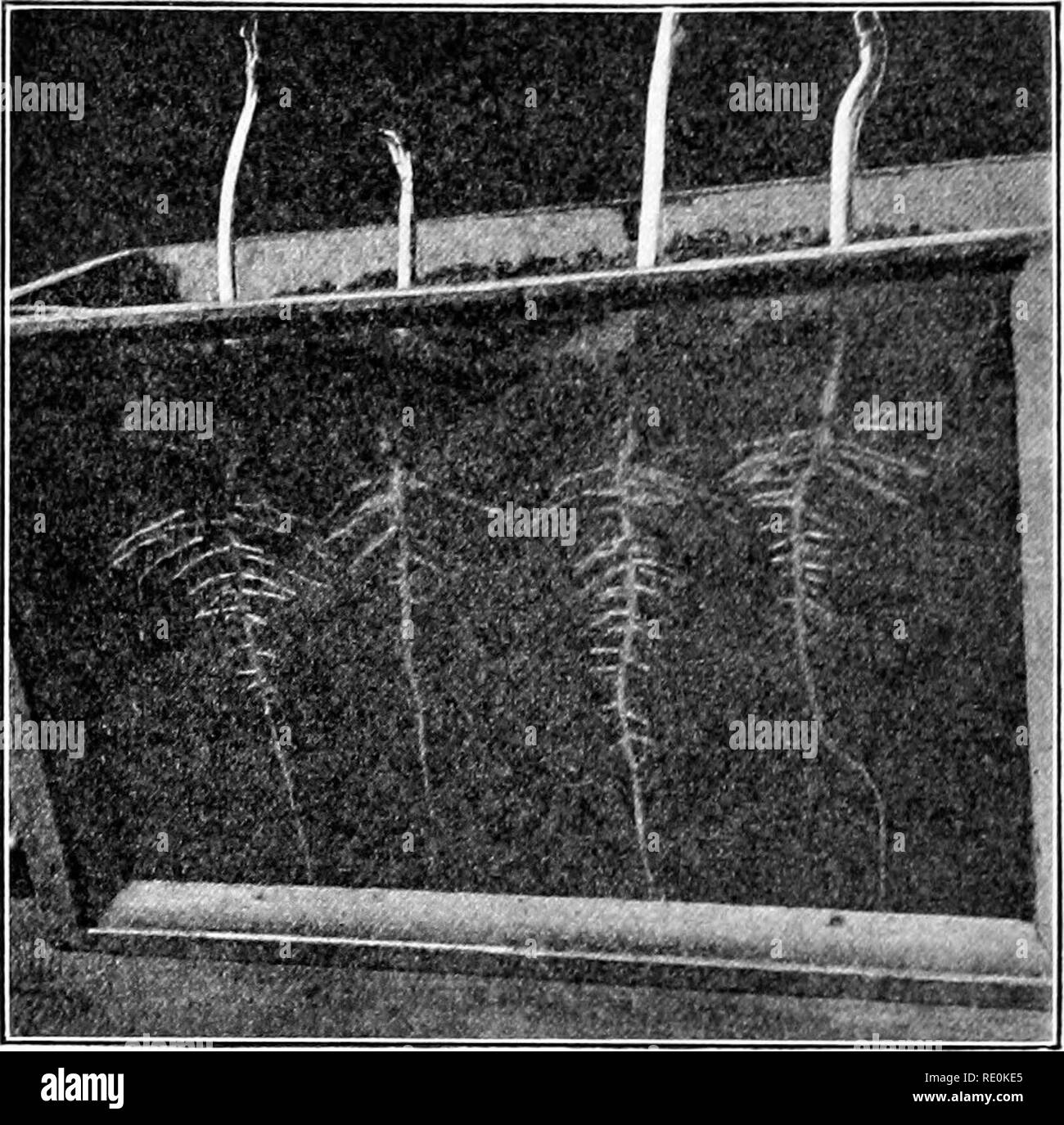 . Experimental plant physiology for beginners. Plant physiology. 96 ...