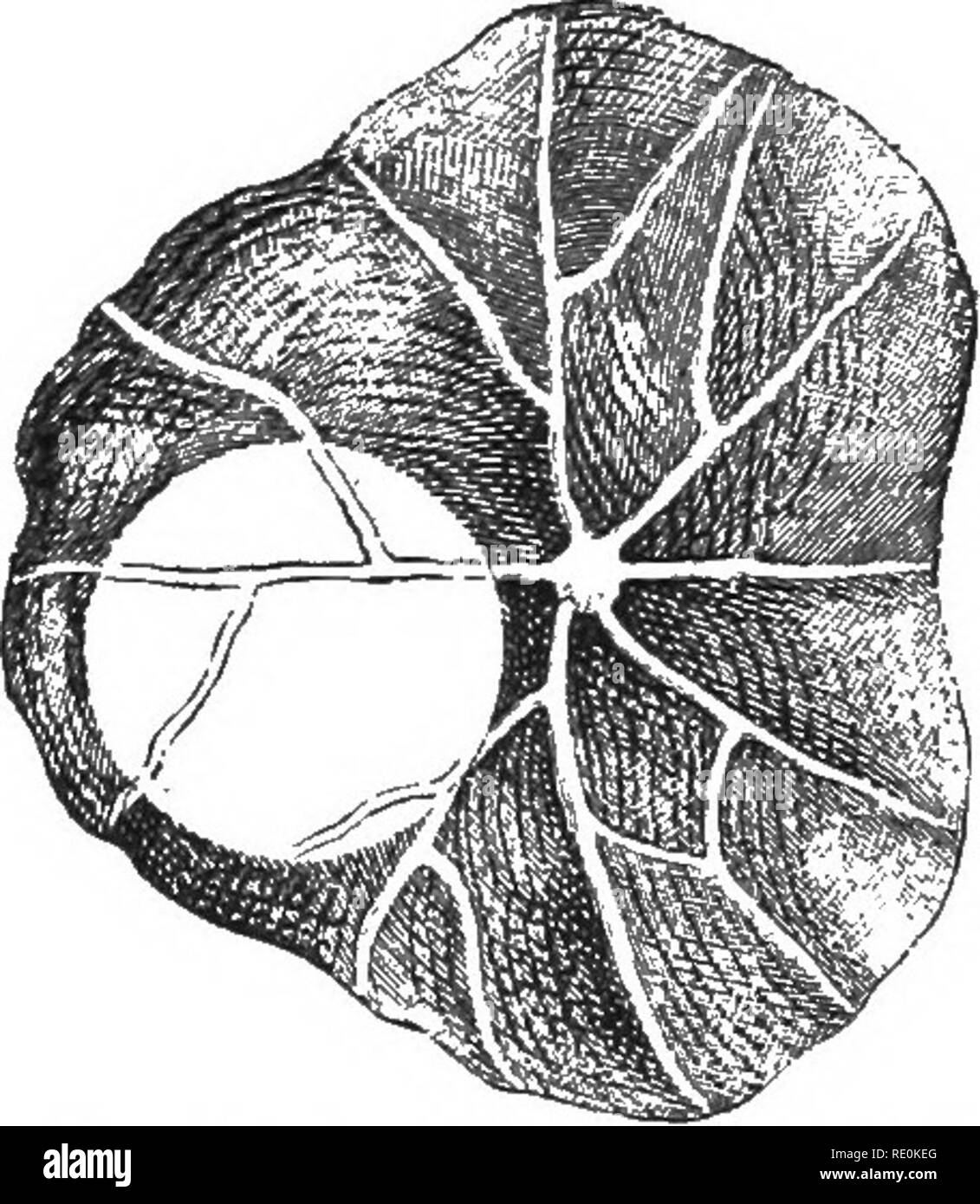 Leaf starch test hi-res stock photography and images - Alamy