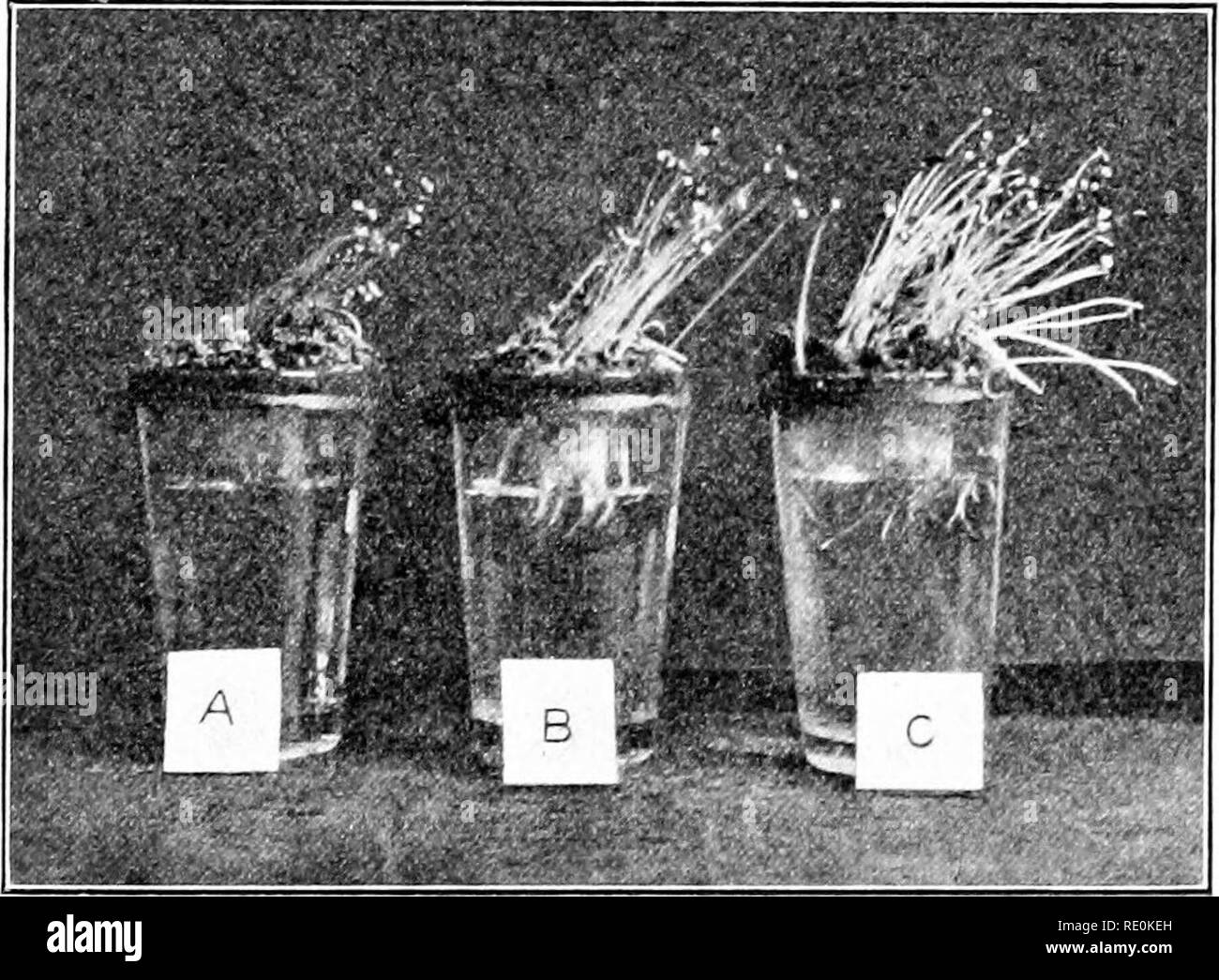 . Experimental plant physiology for beginners. Plant physiology. THE ...