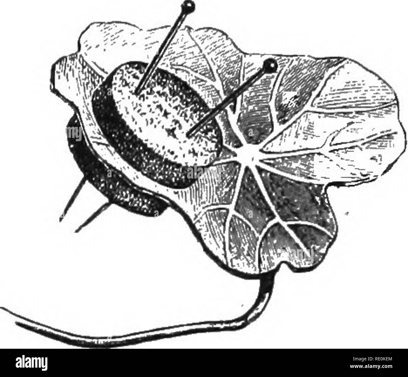 Leaf starch test hi-res stock photography and images - Alamy