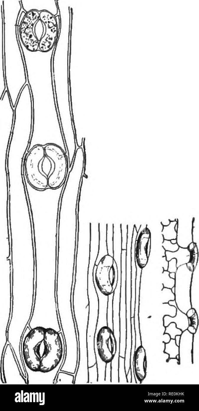 . Elementary plant physiology. Plant physiology. Fig. 46.âTransverse ...