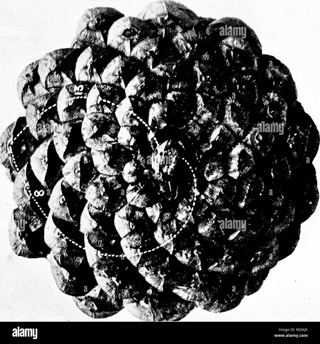 Phyllotaxis Stock Photos & Phyllotaxis Stock Images - Alamy