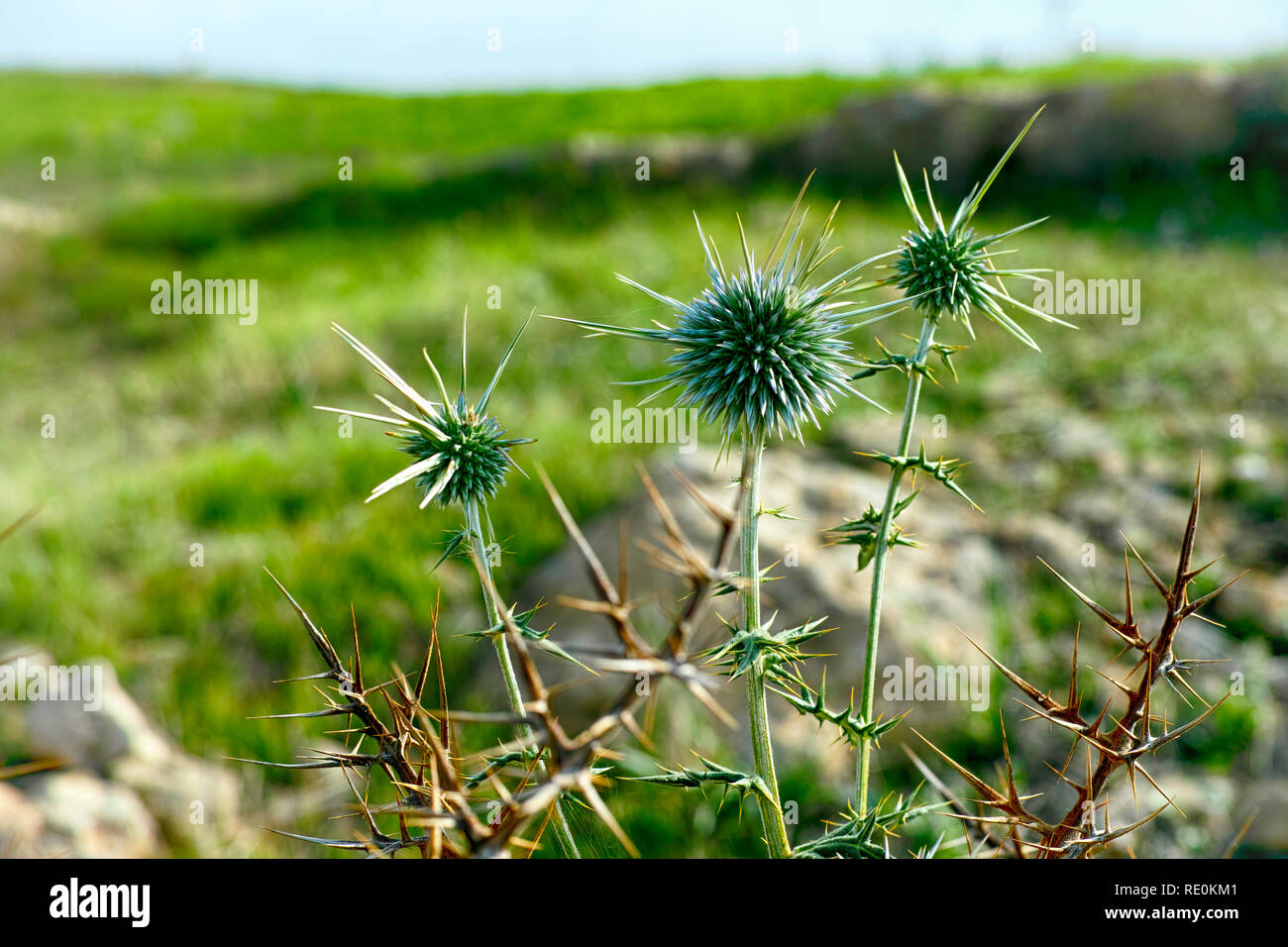 Spike plant hi-res stock photography and images - Alamy