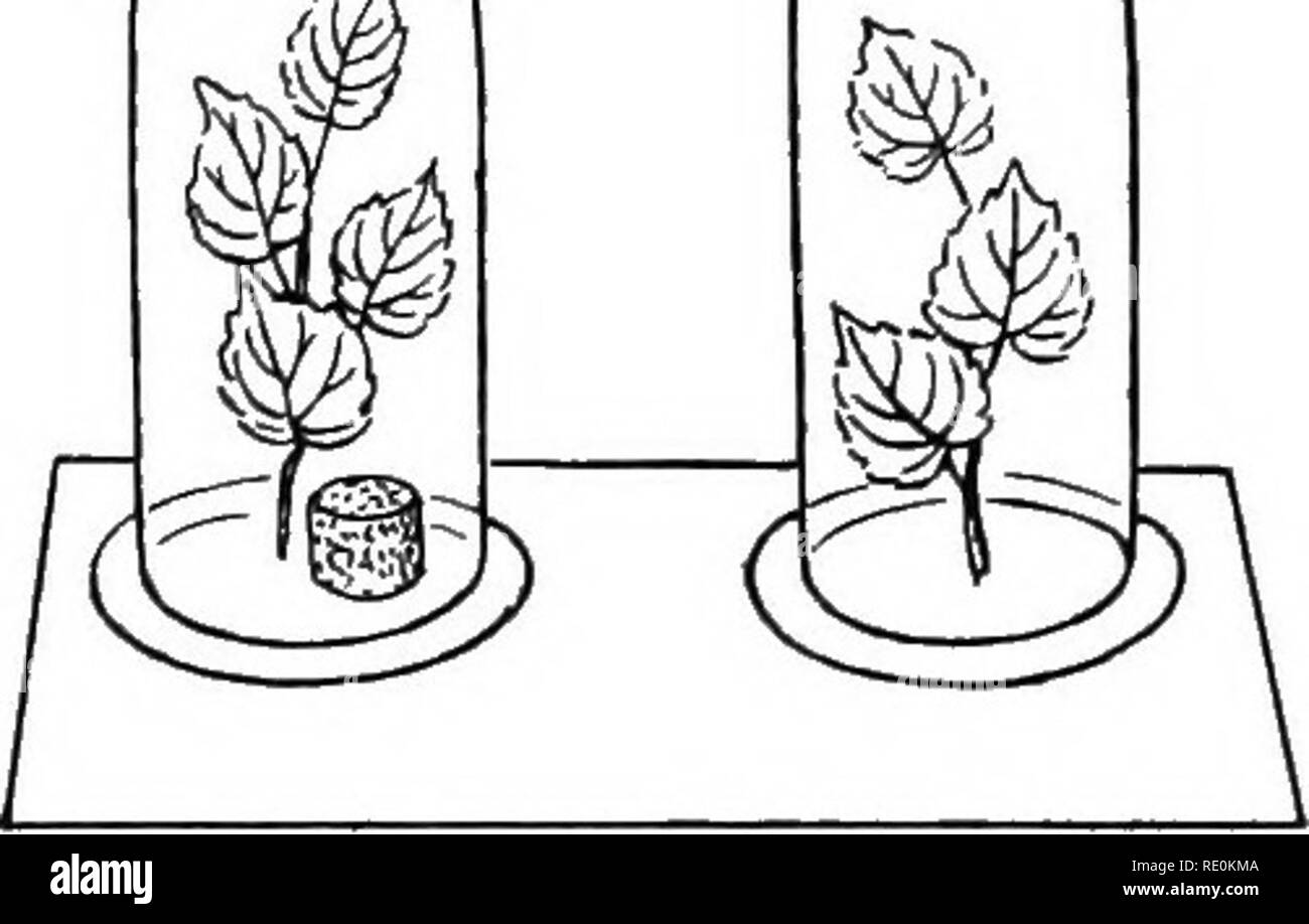 . Experimental plant physiology for beginners. Plant physiology. 24 ...