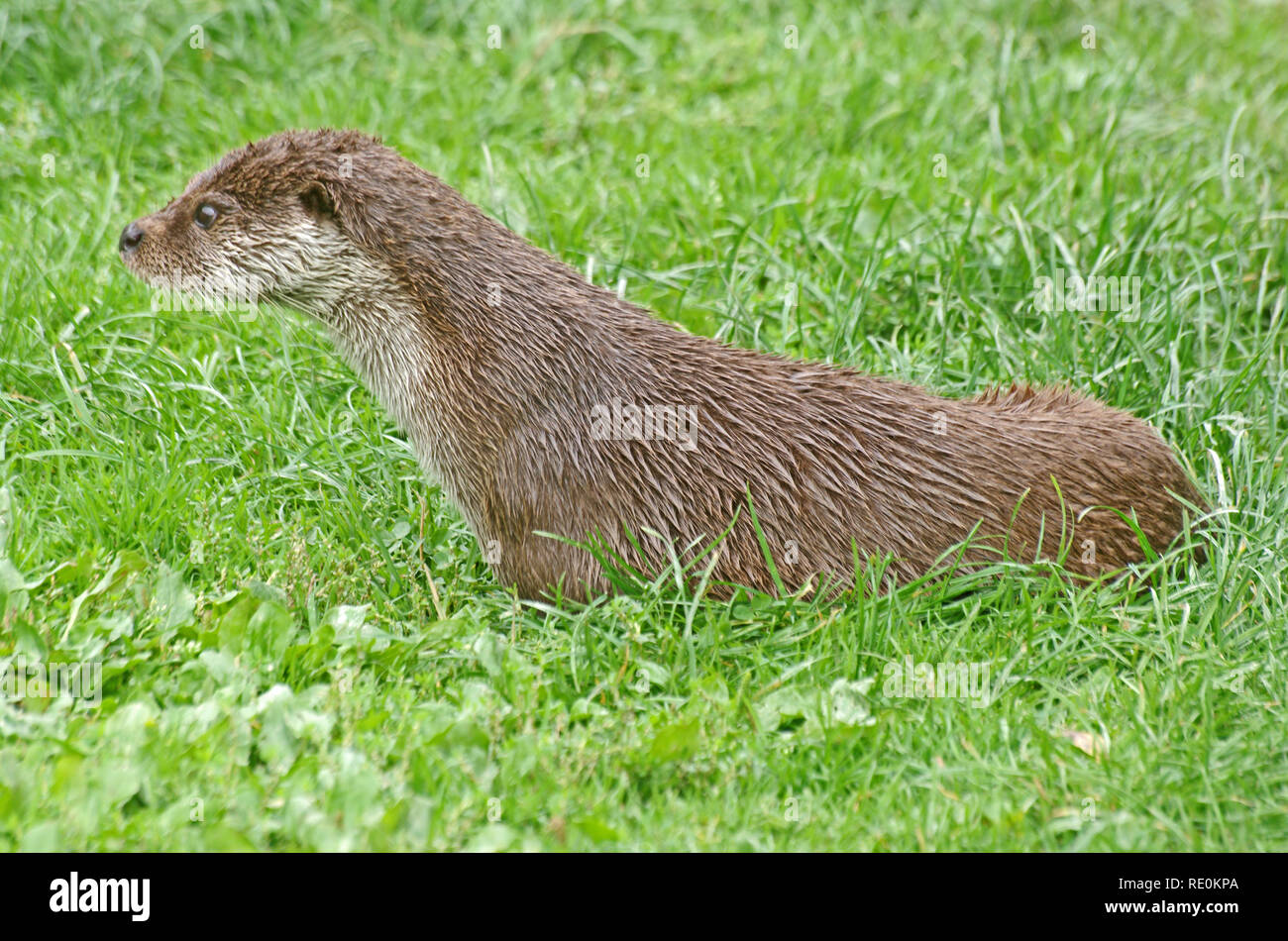 BRITISH OTTER Lutra Lutra UK Stock Photo - Alamy