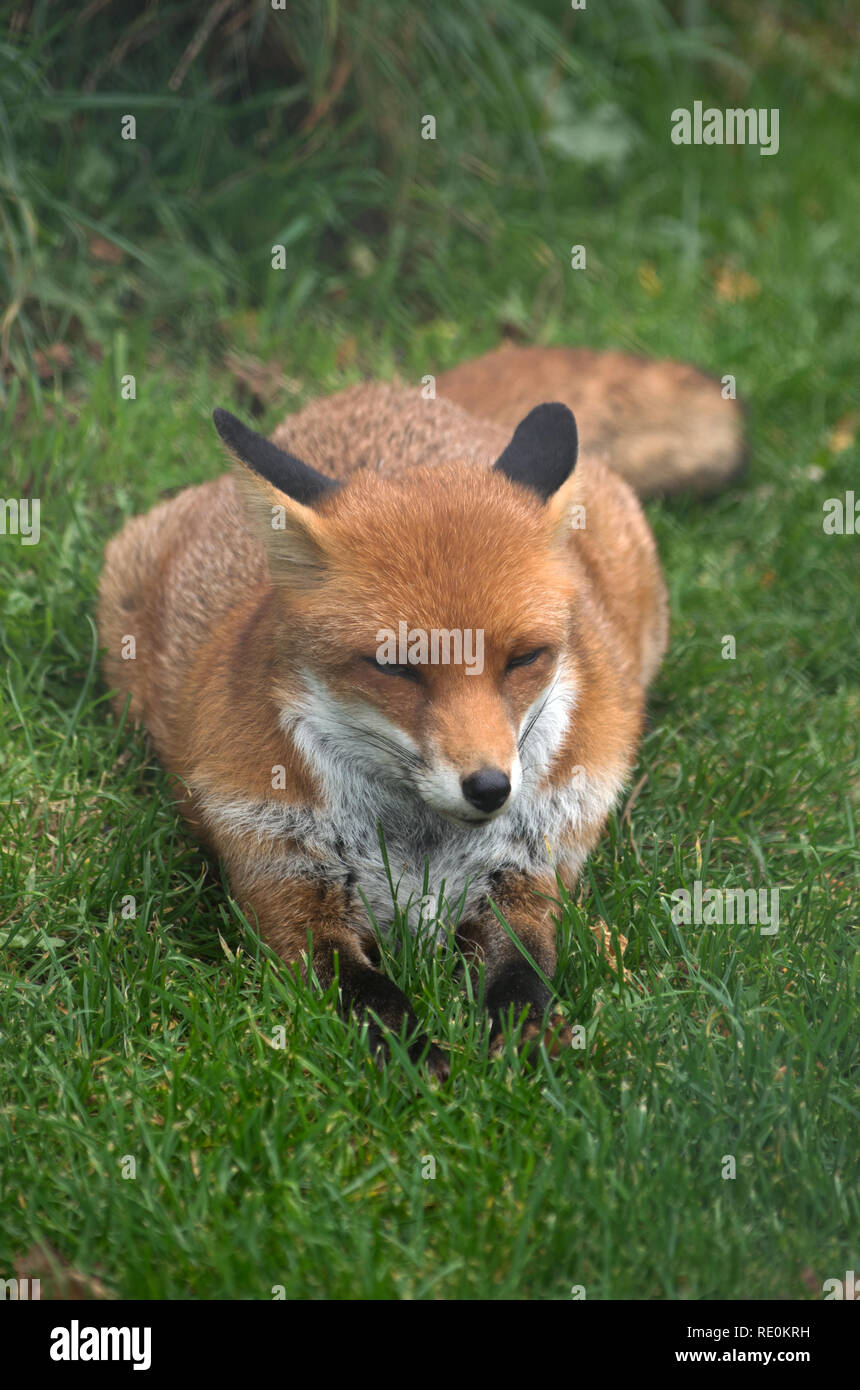 Red fox british wildlife centre hi-res stock photography and images - Alamy
