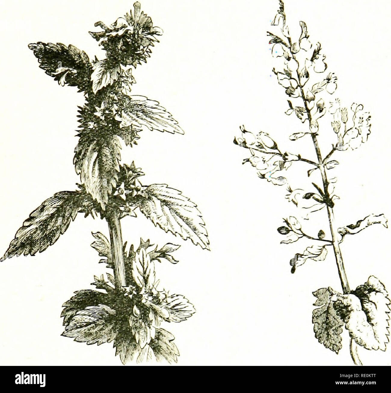 . Flowers of the field. Botany. LABIATE FAMILY 599 racemes ; calyx ...