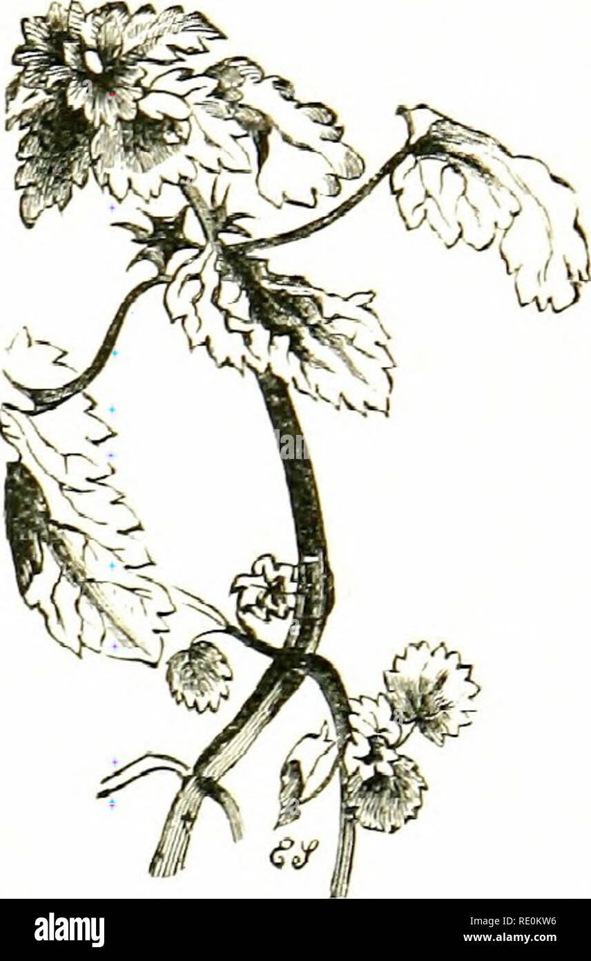 Labiate family hi-res stock photography and images - Alamy