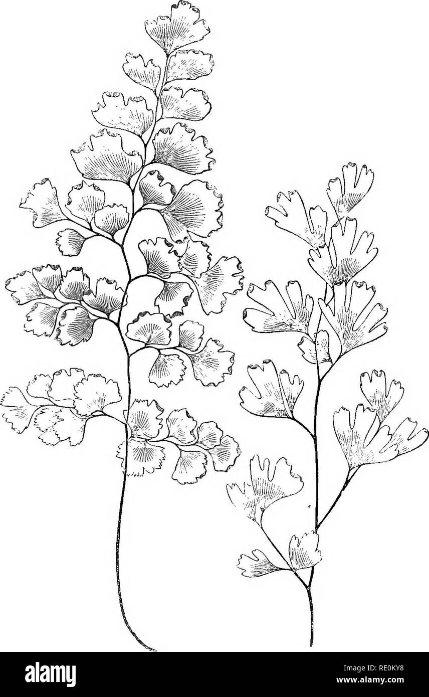 Planted pot Black and White Stock Photos & Images - Alamy