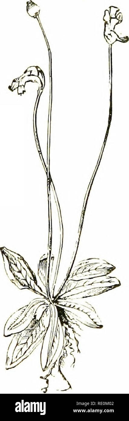 Conical spur hi-res stock photography and images - Alamy