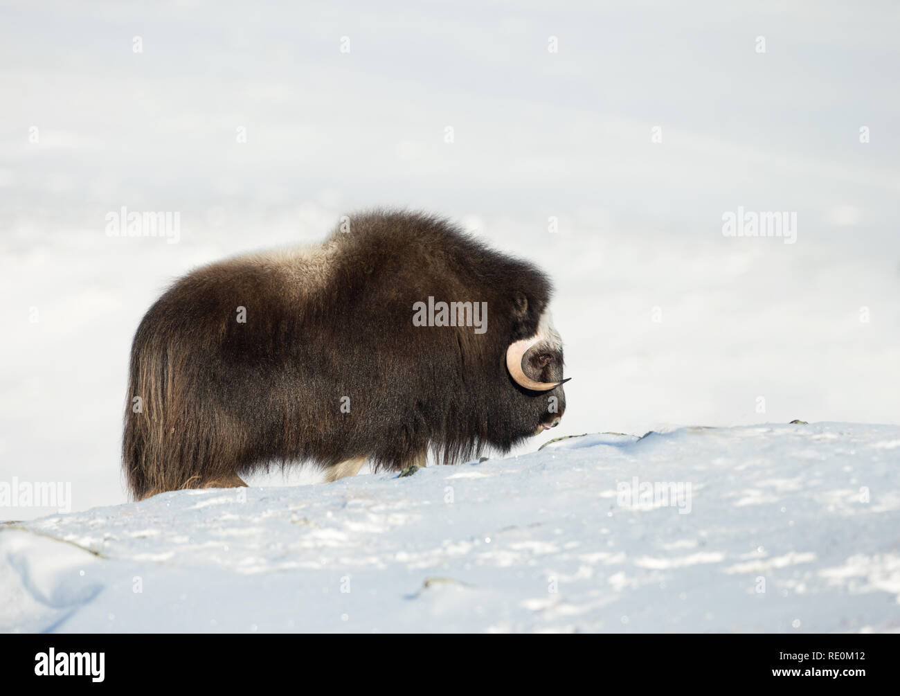 Musk ox in snow alaska wildlife hi-res stock photography and images - Alamy