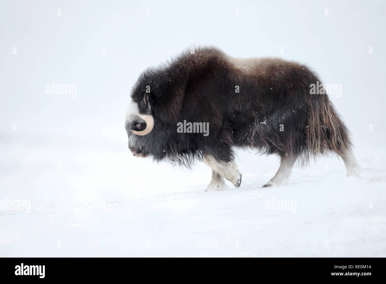 Ox close hi-res stock photography and images - Alamy
