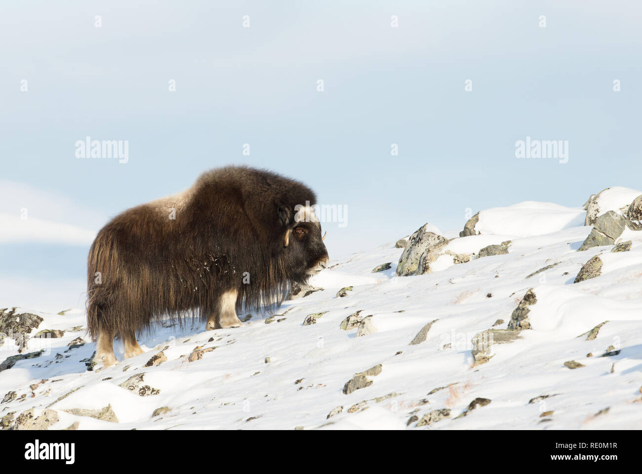 Ox close hi-res stock photography and images - Alamy