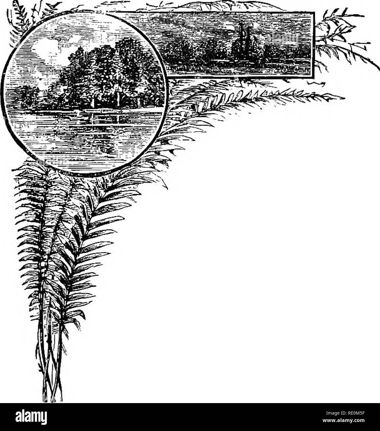 Kidney ferns Black and White Stock Photos & Images - Alamy