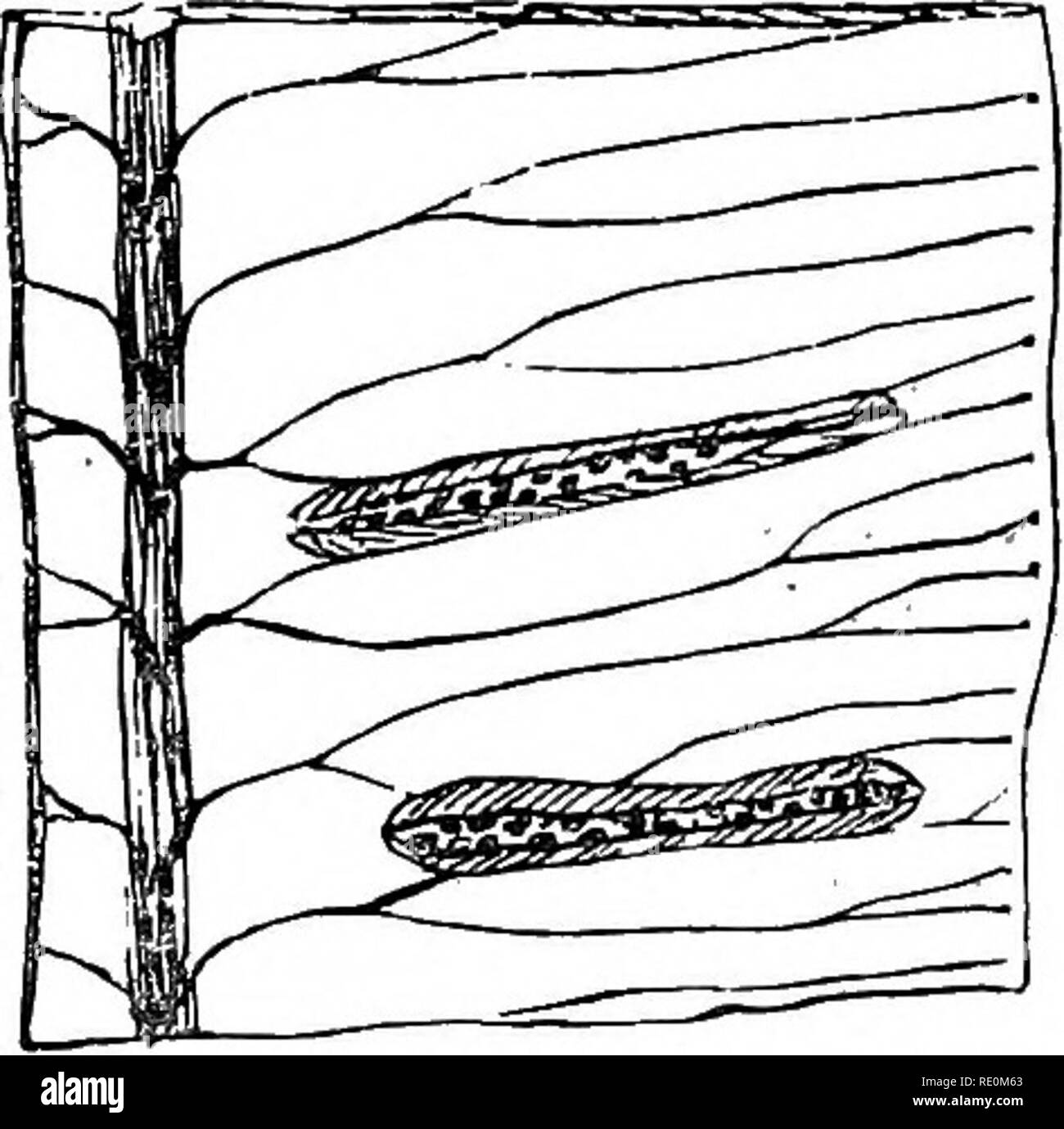 . Our native ferns and how to study them; with synoptical descriptions ...