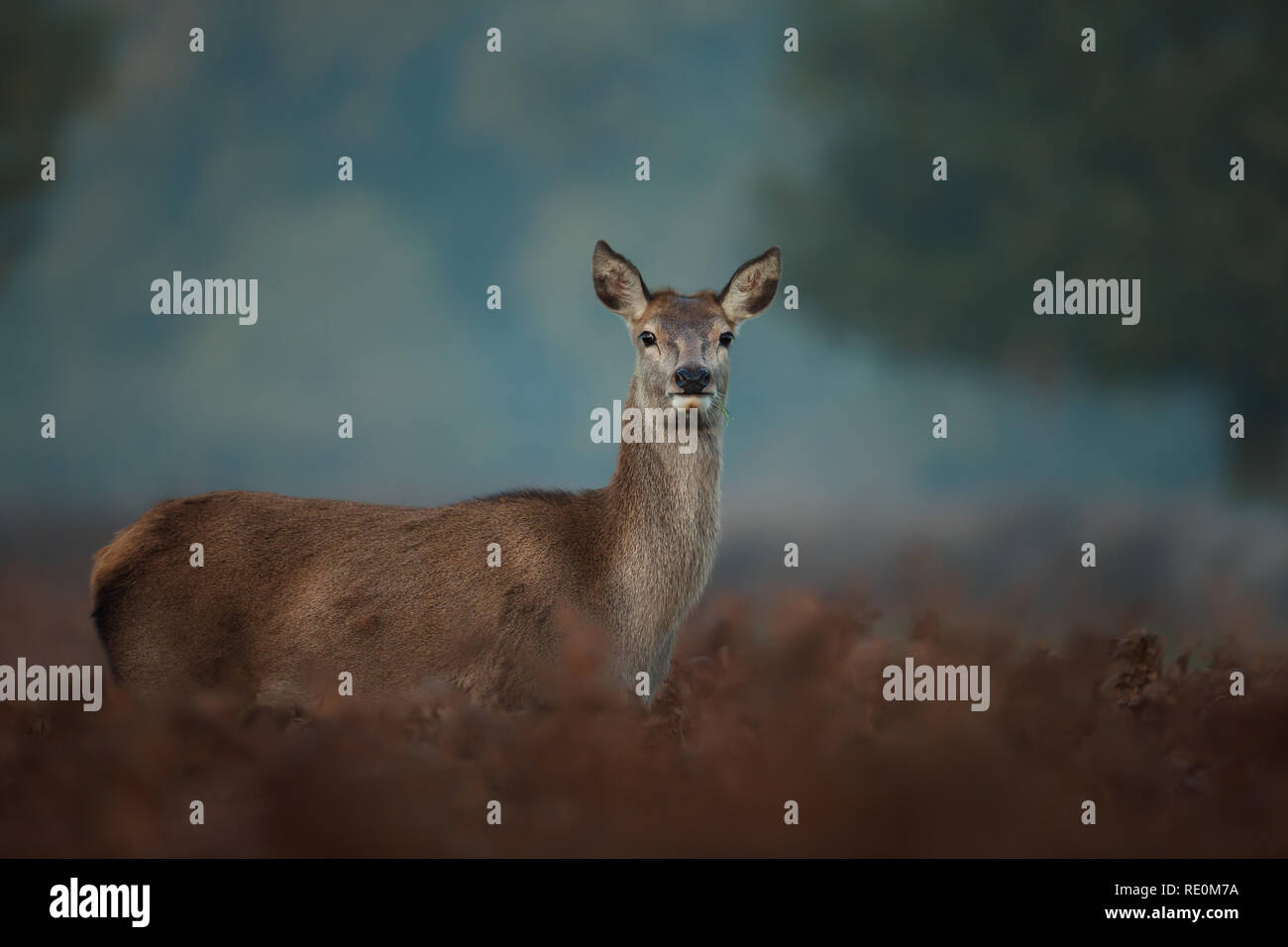 Hind deer hi-res stock photography and images - Alamy