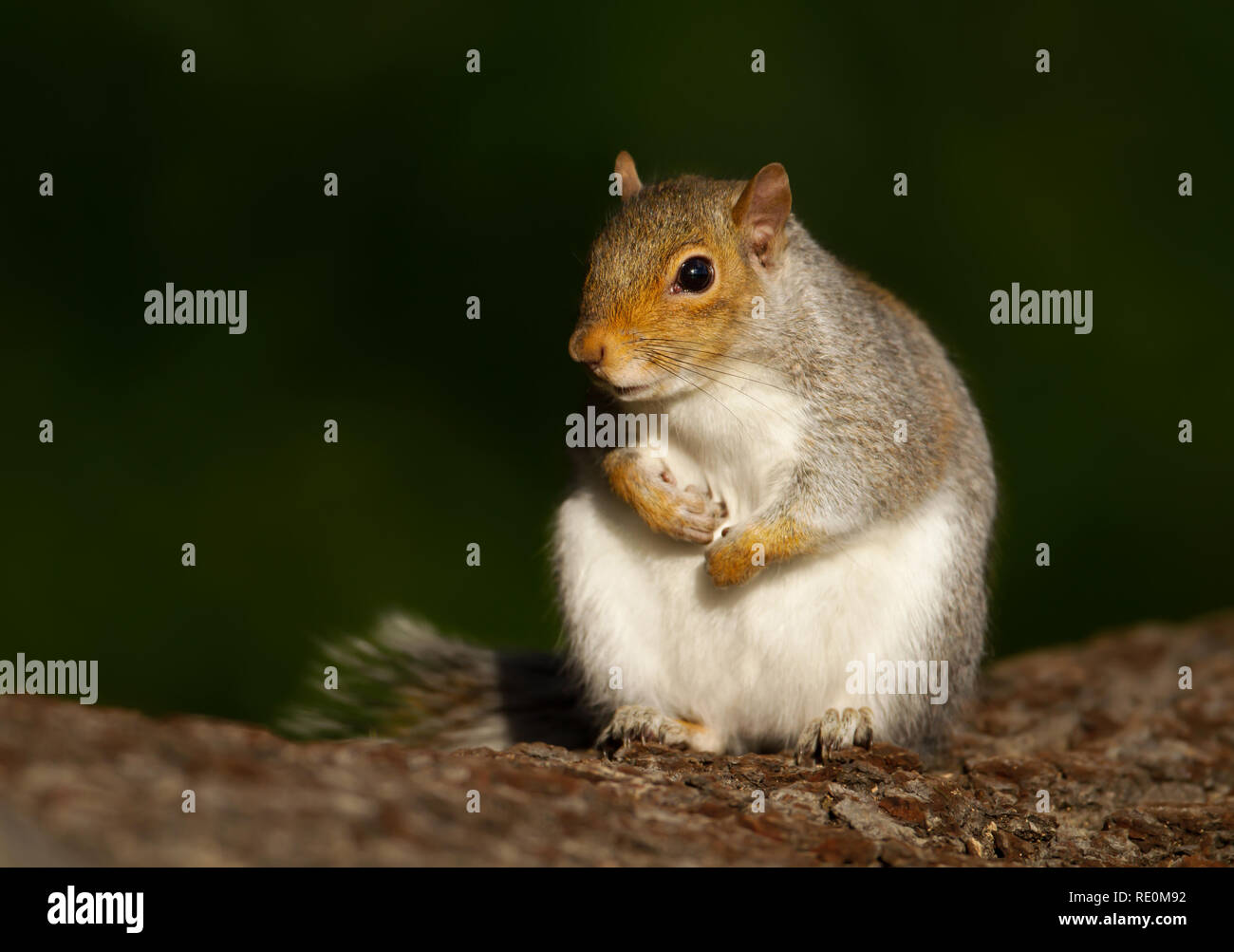 Squirrel sitting on a tree hi-res stock photography and images - Alamy