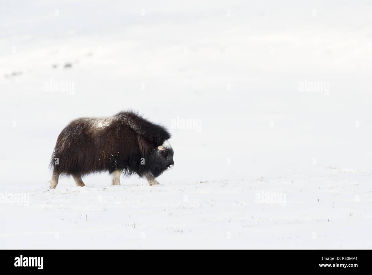 Close-up of a Musk Ox walking in snow during cold winter in Dovrefjell ...
