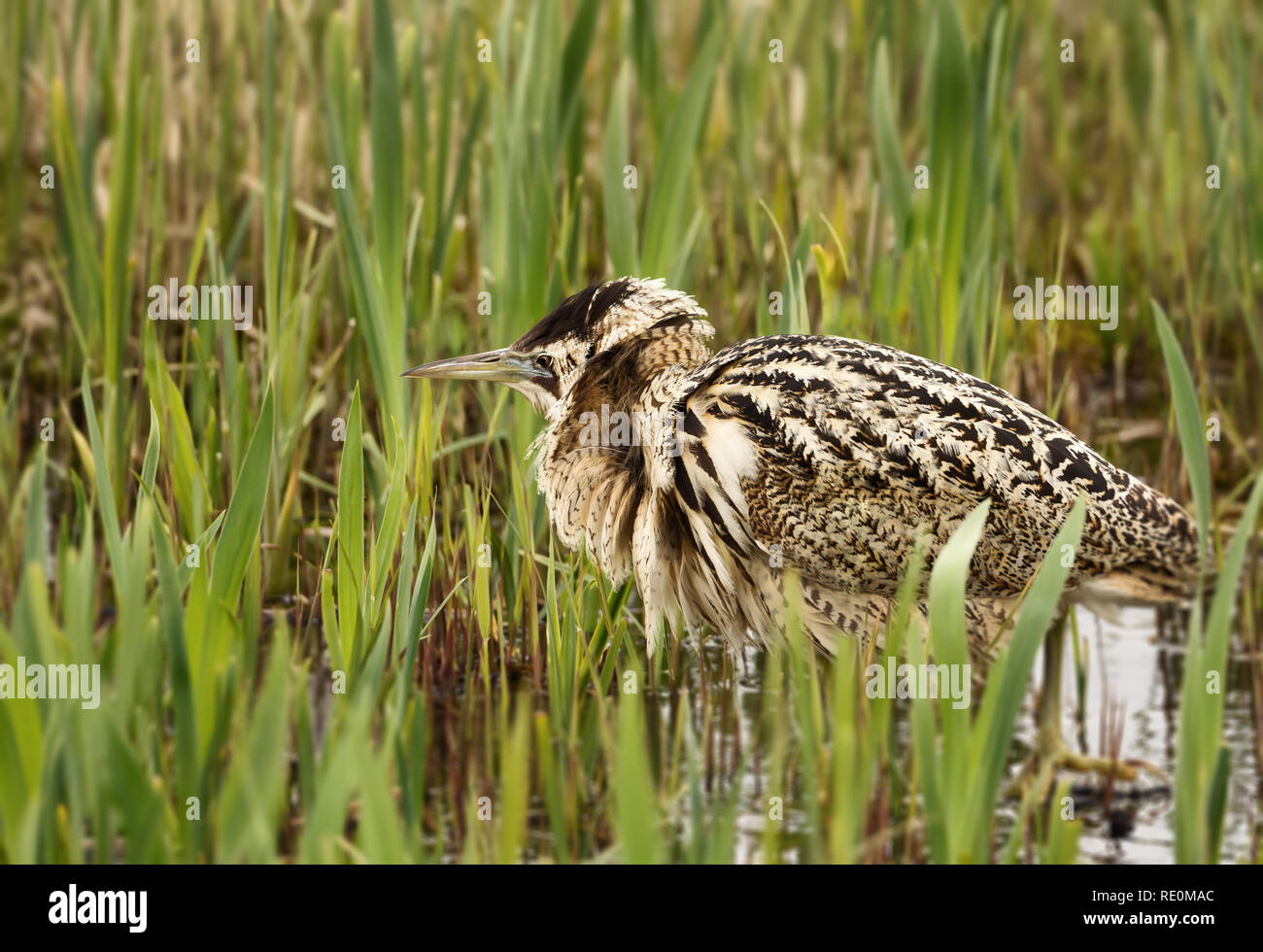 Eurasian great hi-res stock photography and images - Alamy