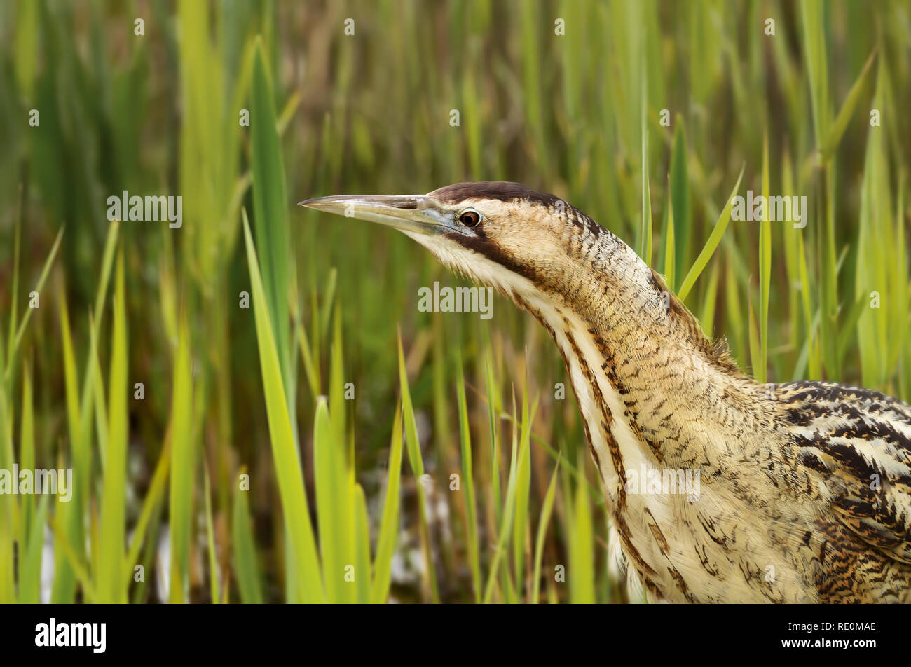 Bittern uk hi-res stock photography and images - Alamy