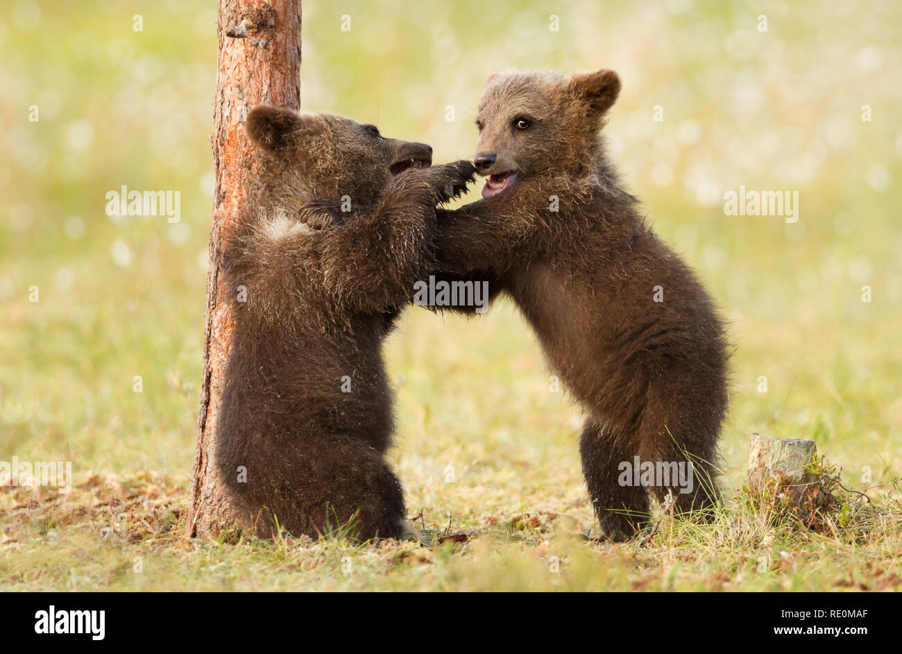 Close up of two brown bear cubs play-fighting, Finland Stock Photo - Alamy