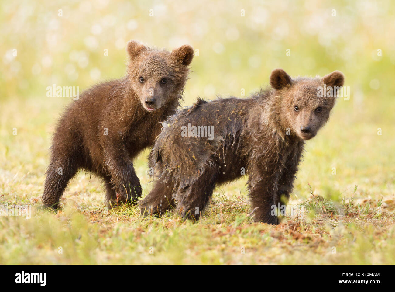 Brown bear in the rain hi-res stock photography and images - Alamy