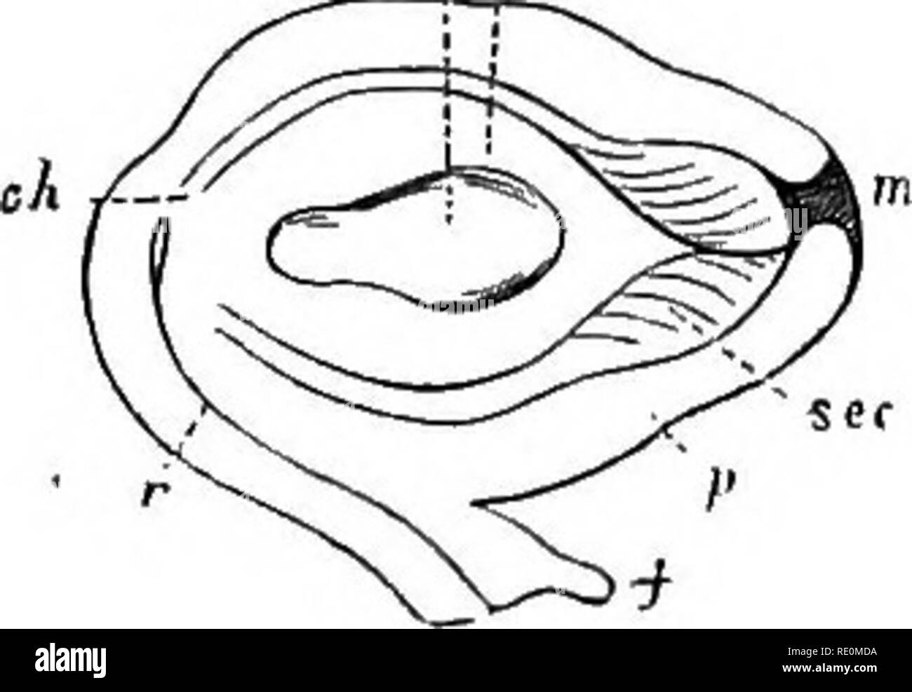 . A manual of botany. Botany. 216 MANUAL OF BOTANY the orthotropous and ...